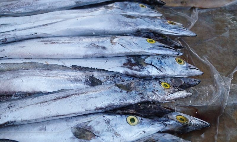 Bungkusan ikan timah sejuk beku positif Covid-19 | UMMAHToday | Sumber ...