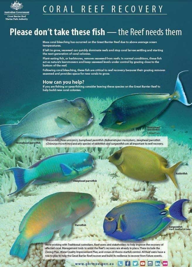 Tolong jangan makan, jangan beli, jangan tangkap ikan ini! – UMMAHToday ...