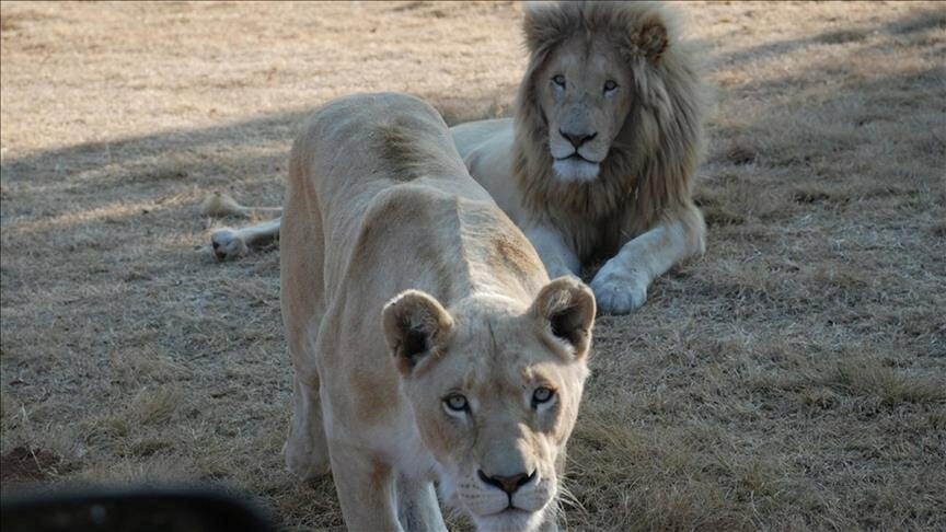3 singa, 2 puma di zoo Afrika Selatan dijangkiti Covid-19 | UMMAHToday ...