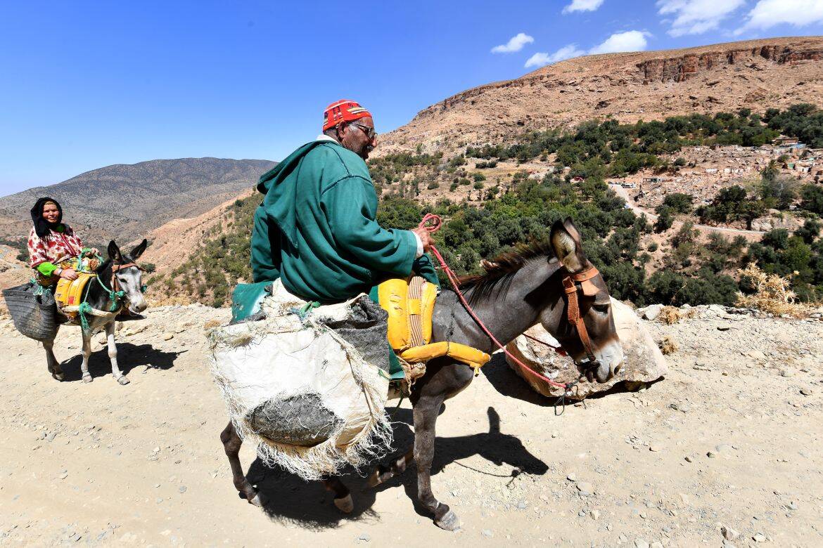 Gempa Morocco : Keldai wira yang tak didendang | UMMAHToday | Sumber ...