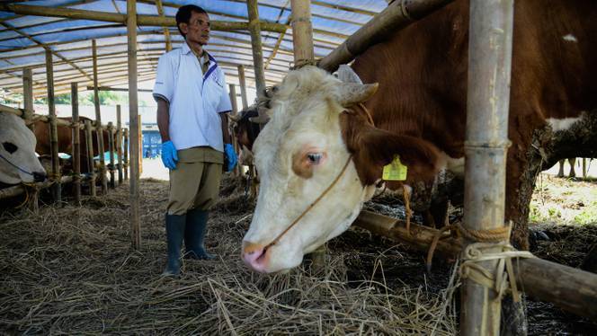 Malaysia tarik balik larangan sementara import lembu hidup dari ...